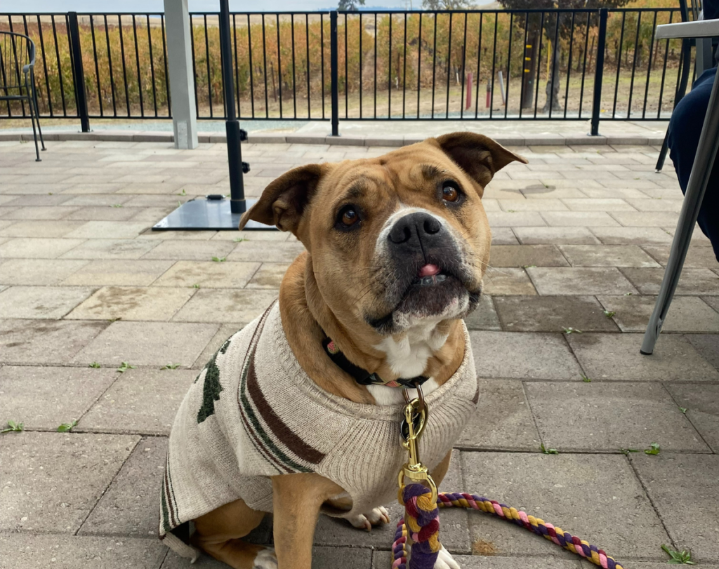 Visit - Shadow Ranch Vineyard